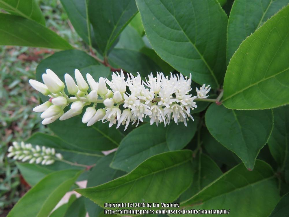 Virginia Sweetspire (Itea virginica Little Henry®) - Garden.org