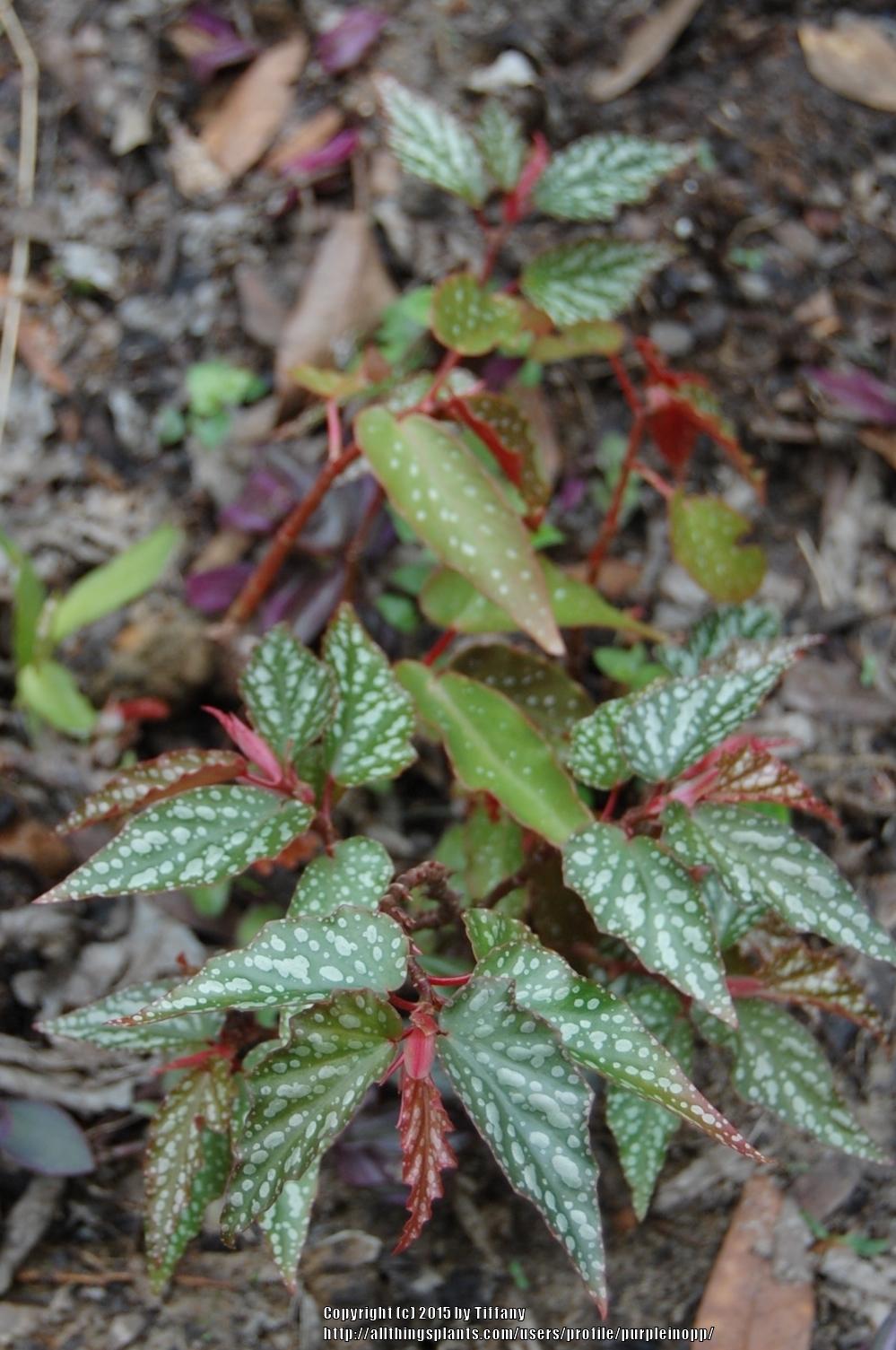 Begonias in the Houseplants forum - Garden.org