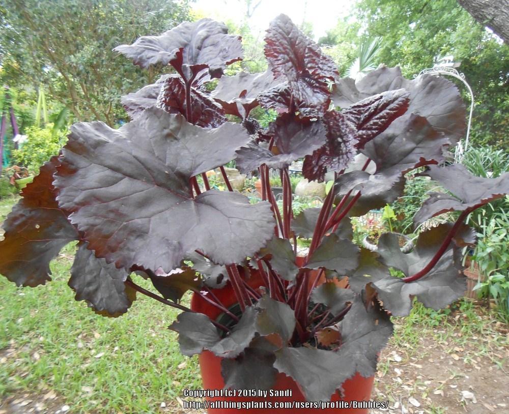 Ligularias: Plant Care and Collection of Varieties - Garden.org