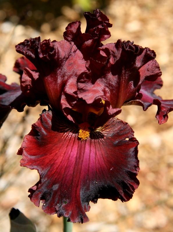 Tall Bearded Iris (Iris 'Cover Page') in the Irises Database - Garden.org