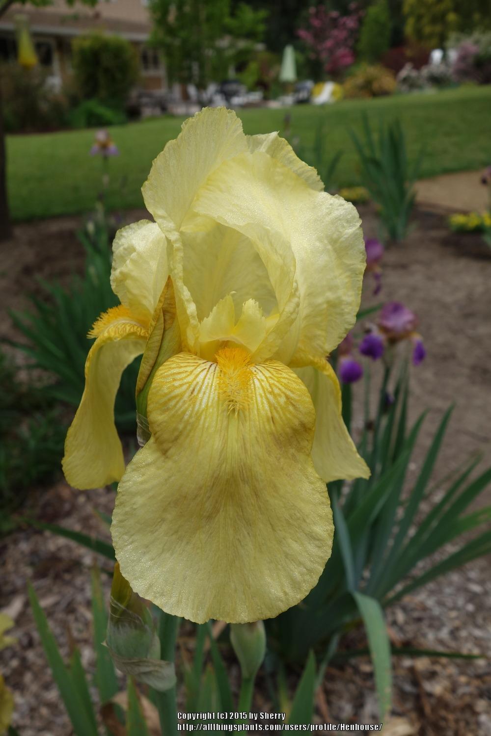 Tall Bearded Iris (Iris 'Happy Days') in the Irises Database - Garden.org