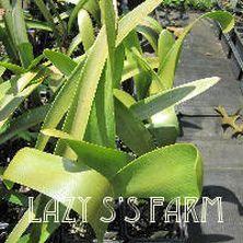 Mountain Paintbrush (Haemanthus montanus) - Garden.org