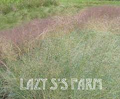 Elliott's Love Grass (Eragrostis elliottii) - Garden.org