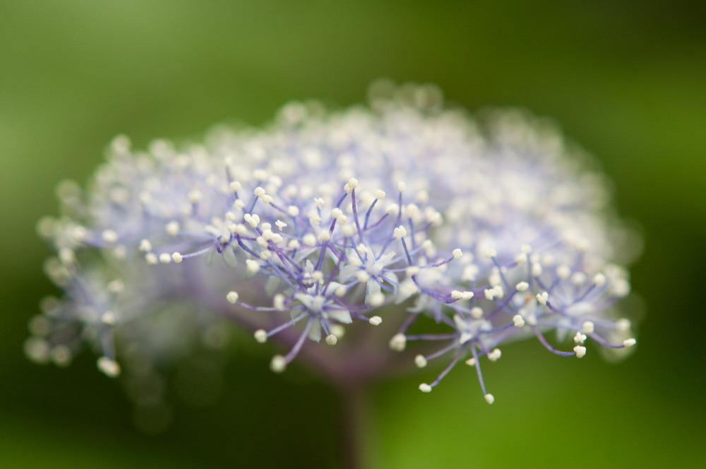 Hydrangea (Hydrangea hirta) in the Hydrangeas Database - Garden.org