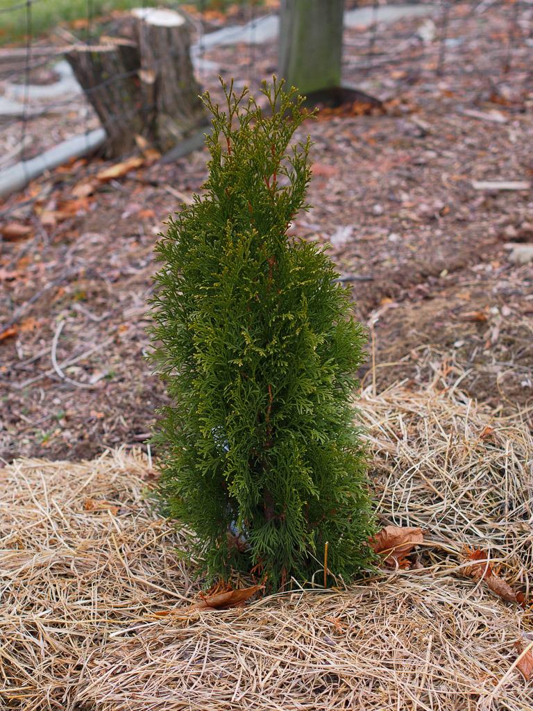 Arborvitaes: Plant Care and Collection of Varieties - Garden.org