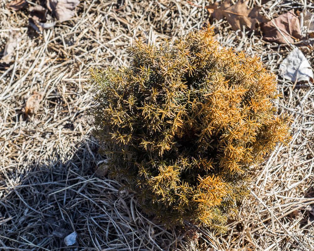 Arborvitaes: Plant Care and Collection of Varieties - Garden.org