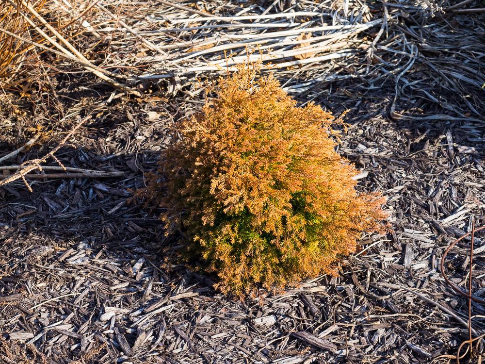 Photo of the entire plant of Northern White Cedar (Thuja occidentalis ...