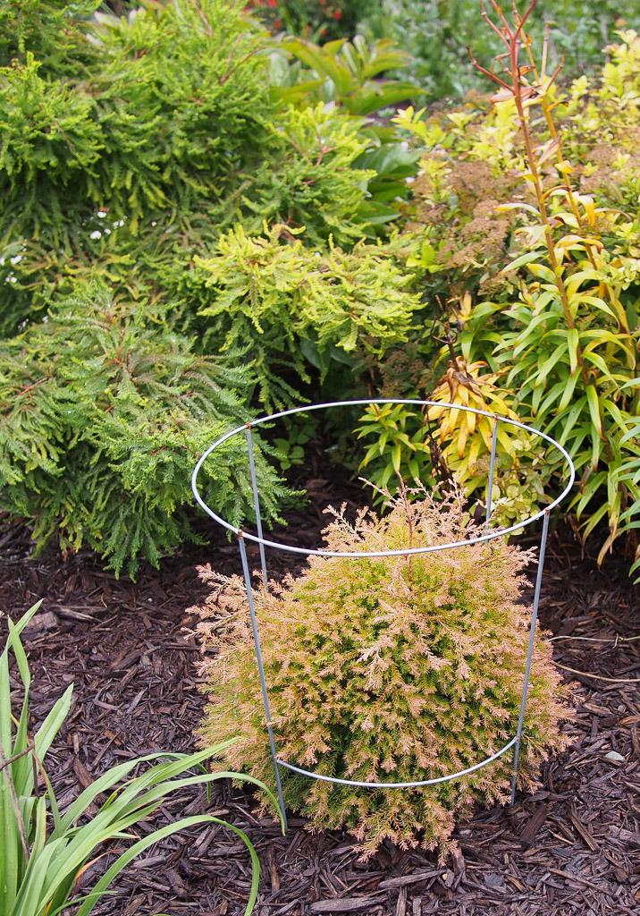 Northern White Cedar (Thuja occidentalis Fire Chief™) in the ...