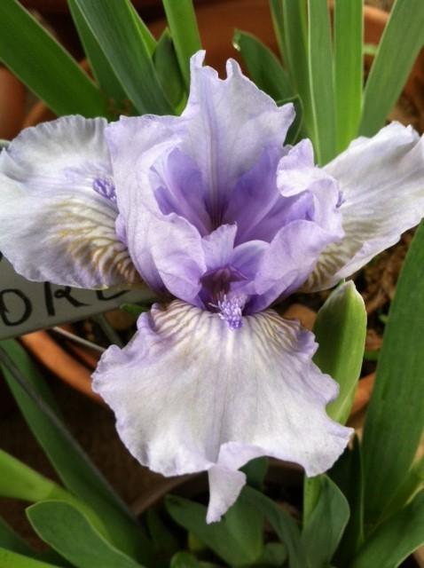 Photo of the bloom of Miniature Dwarf Bearded Iris (Iris 'Misty Shores ...