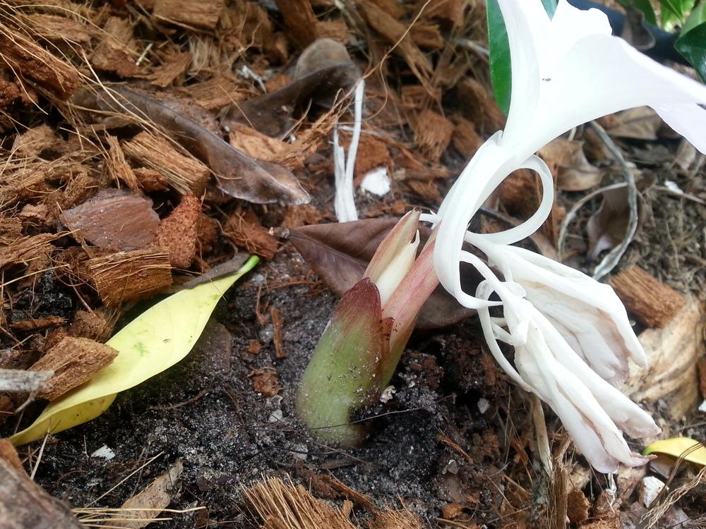 Peacock Ginger: The flowers erupt first?? in the Tropicals forum ...