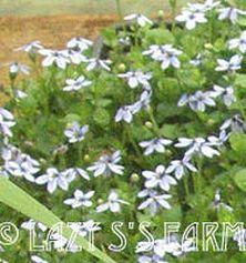 Photo of the bloom of Blue Star Creeper (Isotoma fluviatilis) posted by ...