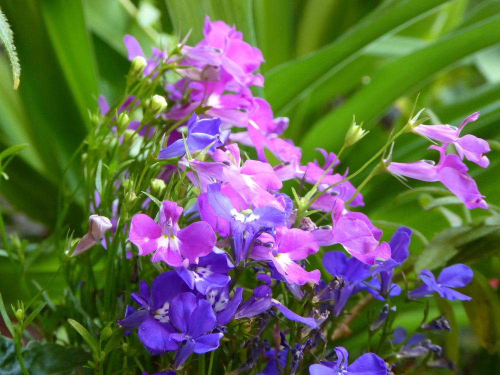 Lobelia erinus 'Riviera Mix' - Garden.org