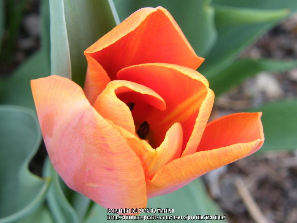 Photo of the bloom of Triumph Tulip (Tulipa 'Jimmy') posted by Marilyn ...