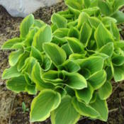 Hosta 'Golden Tiara' in the Hostas Database - Garden.org