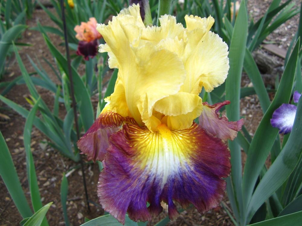 Photo of the bloom of Tall Bearded Iris (Iris 'Bold Move') posted by ...