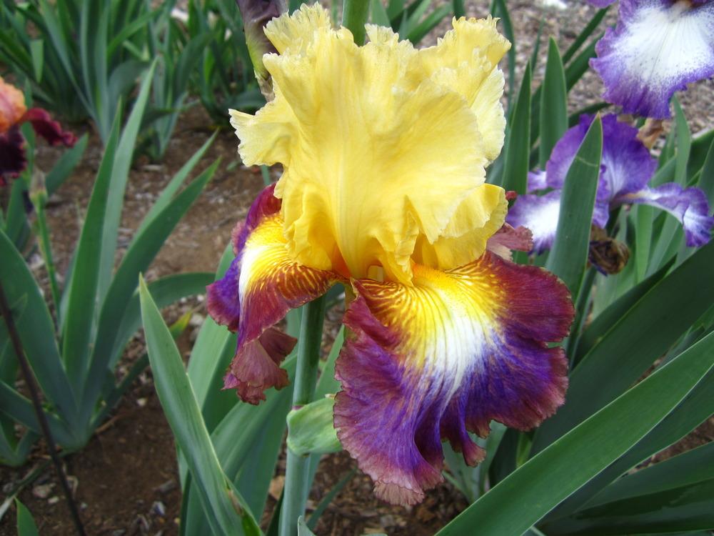 Photo of the bloom of Tall Bearded Iris (Iris 'Bold Move') posted by ...