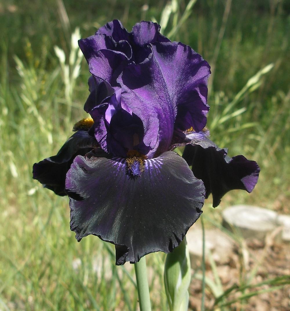 Tall Bearded Iris (Iris 'Night Train to Memphis') in the Irises ...