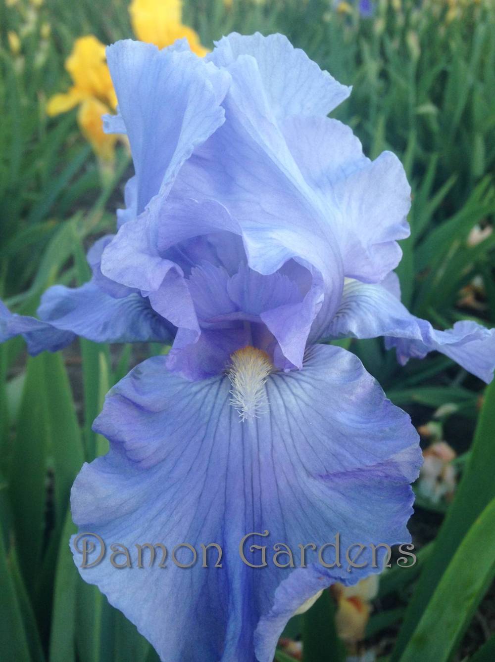 Photo of the bloom of Tall Bearded Iris (Iris 'Babbling Brook') posted by DamonGardens - Garden.org