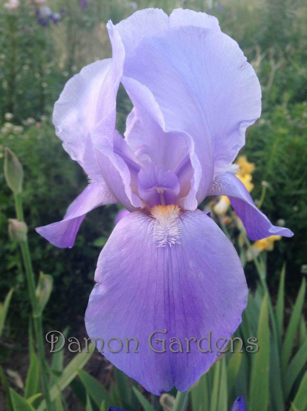 Photo of the bloom of Tall Bearded Iris (Iris 'Blue Rhythm') posted by ...