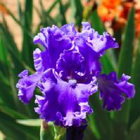 Photo of the bloom of Tall Bearded Iris (Iris 'Sea Power') posted by ...