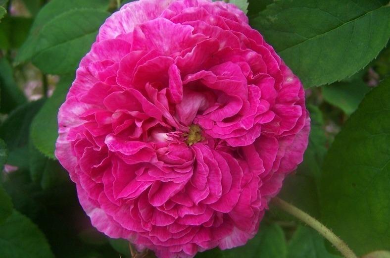 Rose (Rosa 'Aimable Amie') in the Roses Database - Garden.org