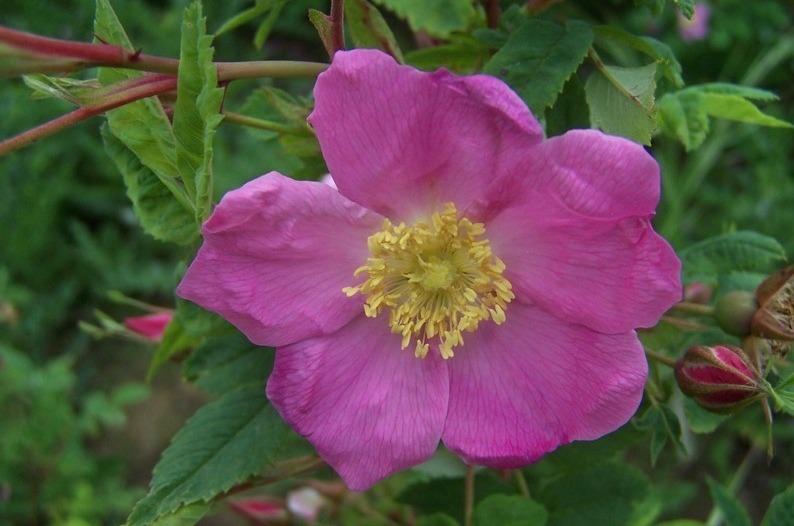 Rose (Rosa albertii) in the Roses Database - Garden.org