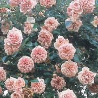 Photo of the bloom of Rambling Rose (Rosa 'Albertine') posted by admin ...