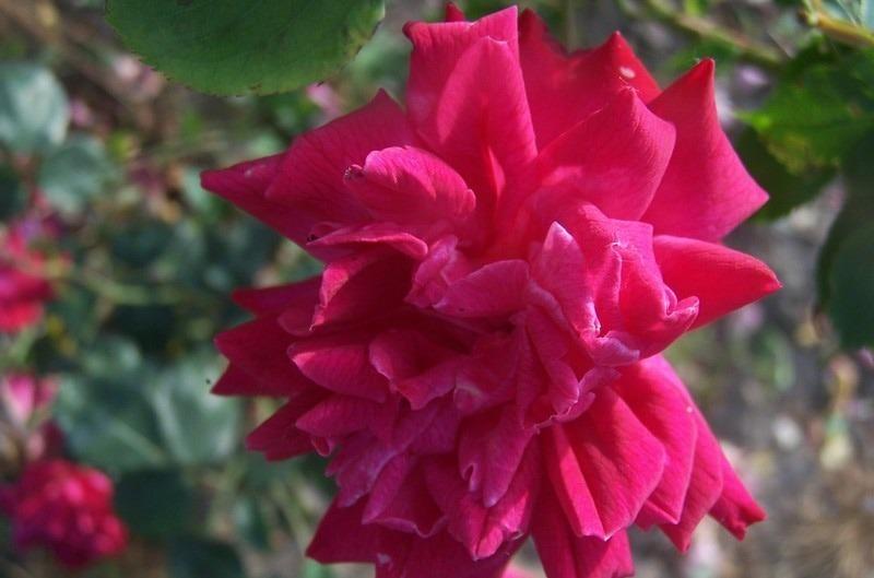 Rose (Rosa 'Alice Hamilton') in the Roses Database - Garden.org