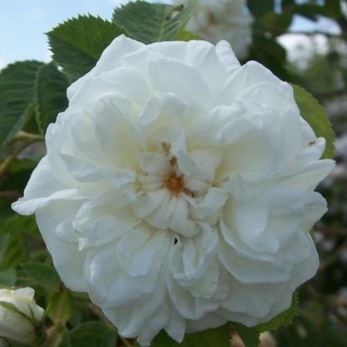 Rose (Rosa 'Alba Maxima') in the Roses Database - Garden.org