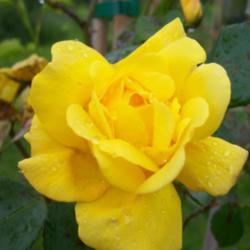 Rose (Rosa 'Allgold, Cl.') in the Roses Database - Garden.org