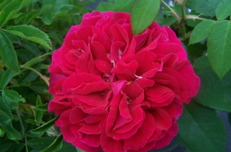 Rose (Rosa 'Alexandre Dupont') in the Roses Database - Garden.org