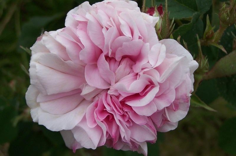 Rose (Rosa 'Alika') in the Roses Database - Garden.org