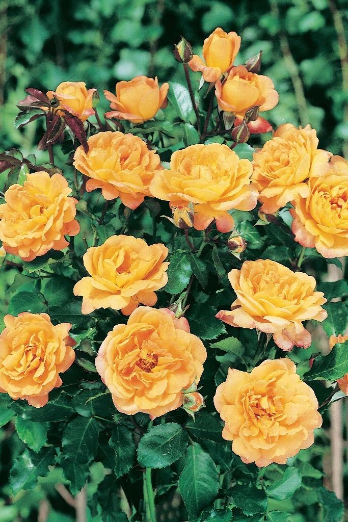 Rose (Rosa 'Adriana Top Model') in the Roses Database - Garden.org