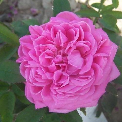 Rose (Rosa 'Abel Grant') in the Roses Database - Garden.org