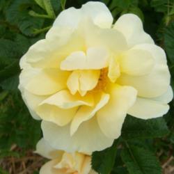 Rose (Rosa 'Agnes') in the Roses Database - Garden.org