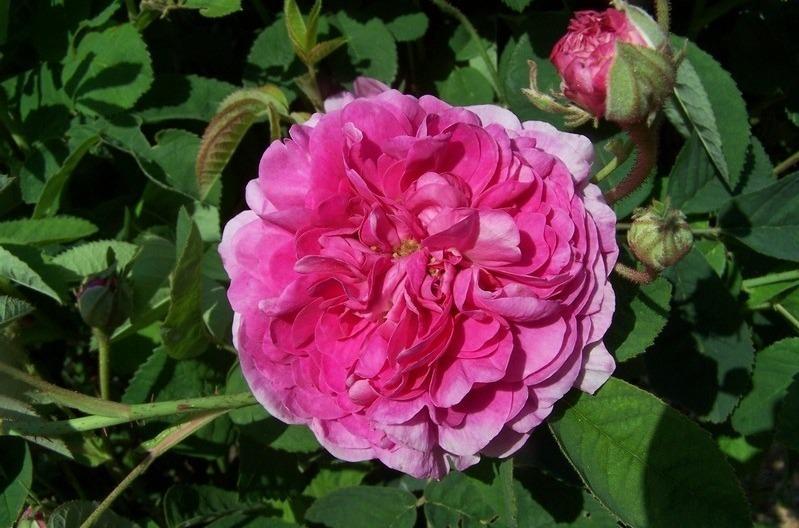 Rose (Rosa 'Agathe Rose') in the Roses Database - Garden.org