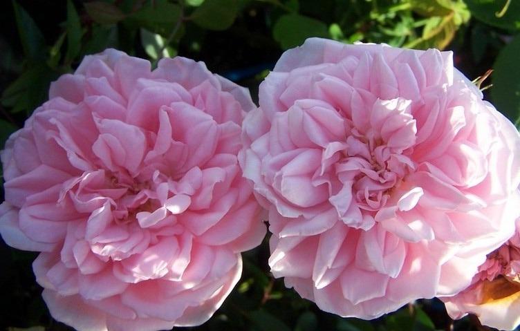 Rose (Rosa 'Alister Clark') in the Roses Database - Garden.org