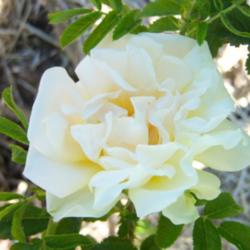 Rose (Rosa 'Agnes') in the Roses Database - Garden.org