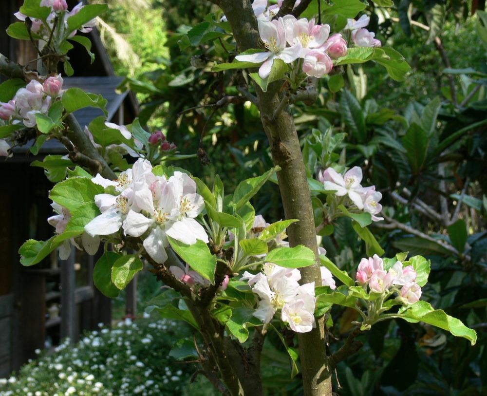 Apple (Malus domestica 'Sierra Beauty') in the Apples Database - Garden.org