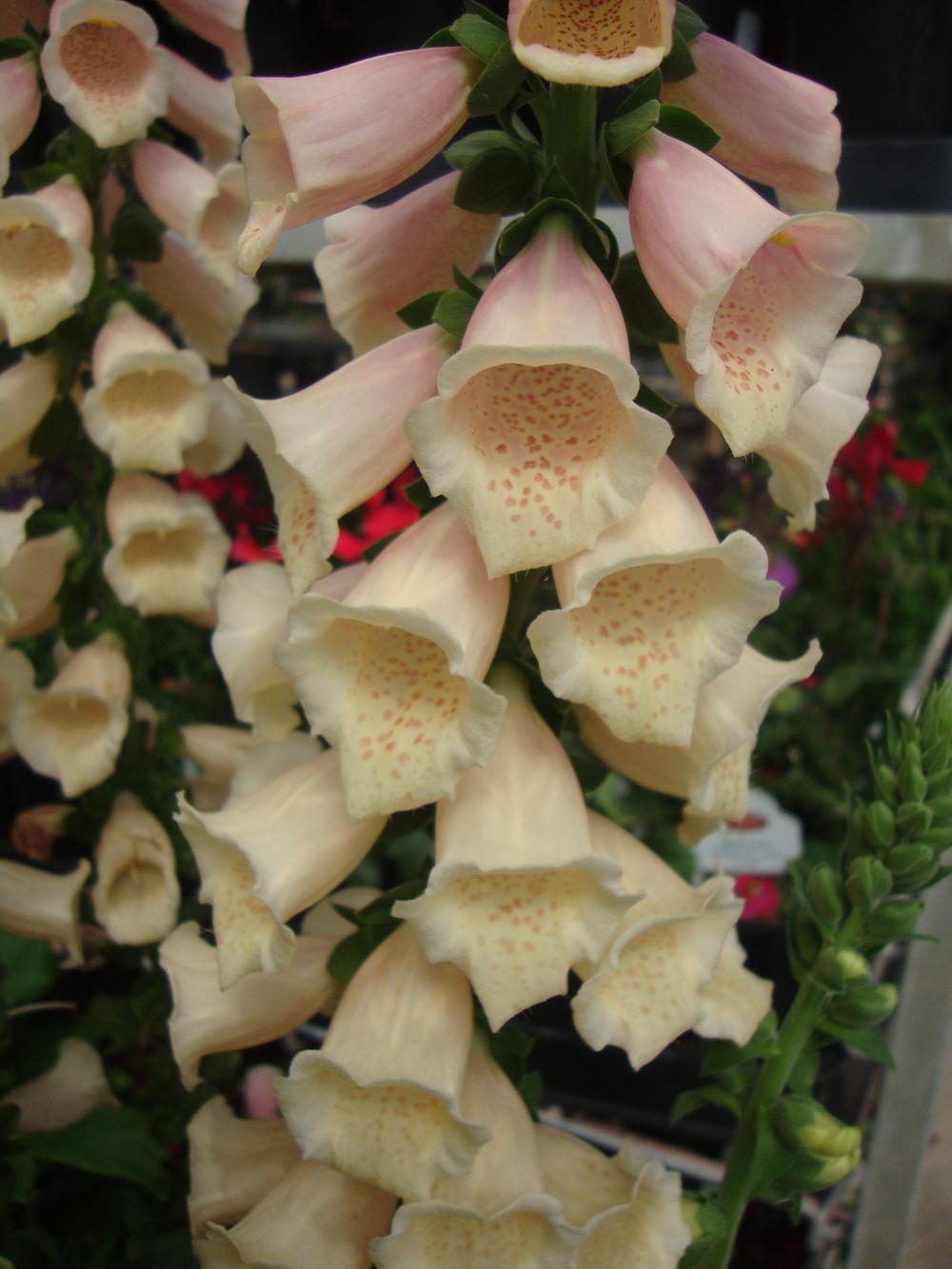 Photo of the bloom of Foxglove (Digitalis purpurea 'Dalmatian Peach ...