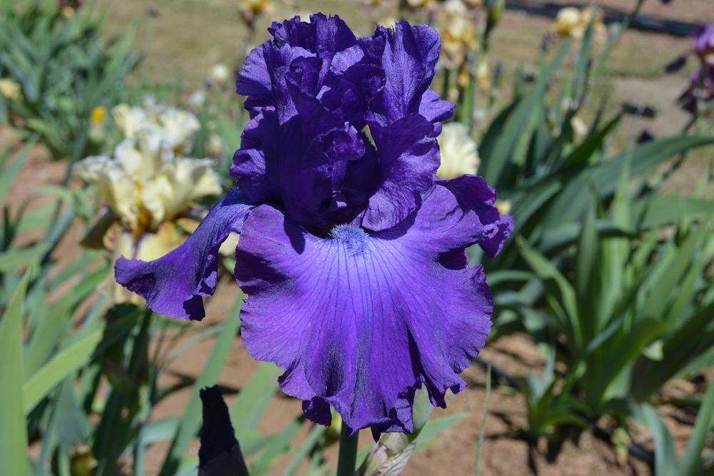 Tall Bearded Iris (Iris 'Think Big') in the Irises Database - Garden.org