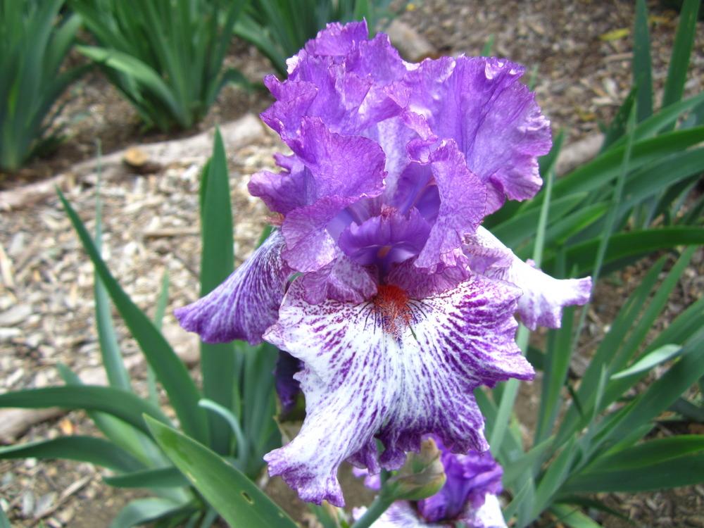 Photo of the bloom of Tall Bearded Iris (Iris 'Splatter Art') posted by ...
