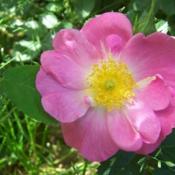 Rose (Rosa 'Amy Robsart') in the Roses Database - Garden.org