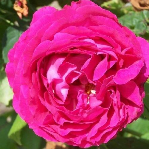 Rose (Rosa 'American Beauty') in the Roses Database - Garden.org