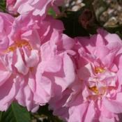 Rose (Rosa 'Amelia') in the Roses Database - Garden.org