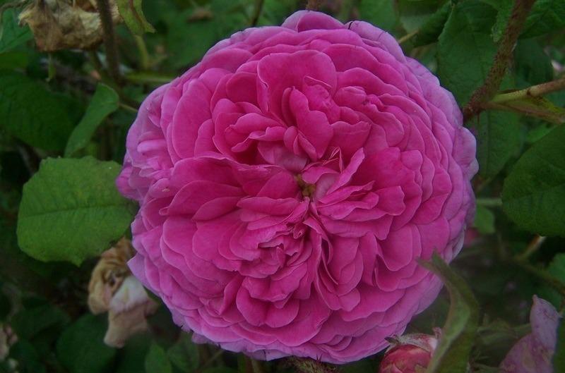 Rose (Rosa 'Anais Segalas') in the Roses Database - Garden.org