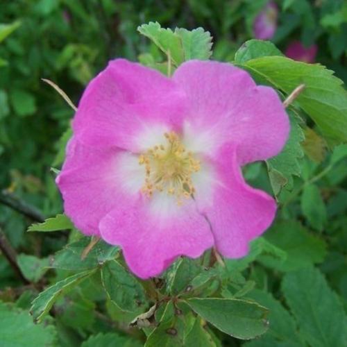 Rose (Rosa 'Ramona') in the Roses Database - Garden.org