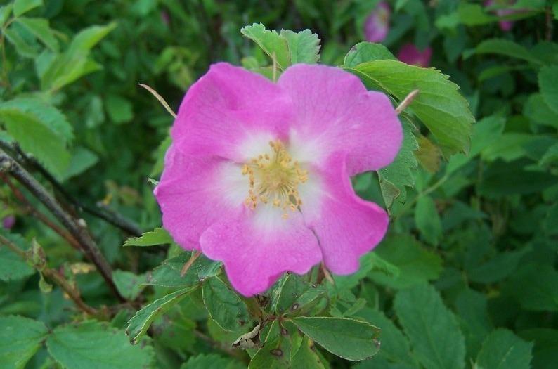 Rose (Rosa 'Ramona') in the Roses Database - Garden.org