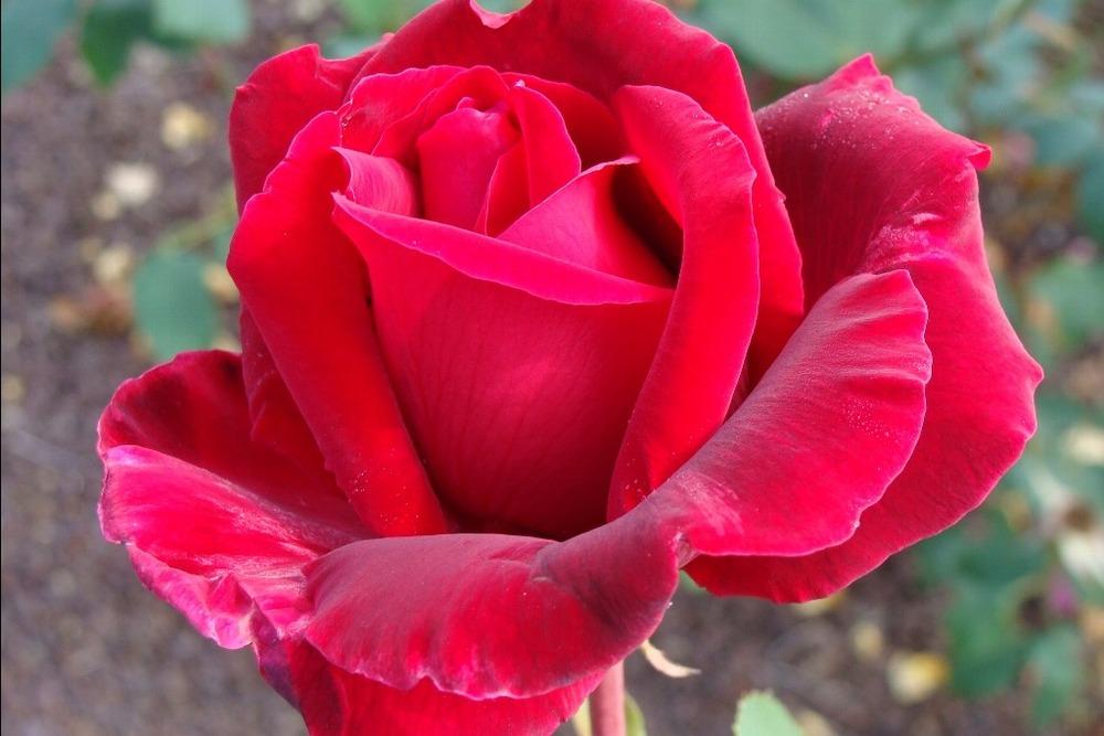 Rose (Rosa 'American Home') in the Roses Database - Garden.org