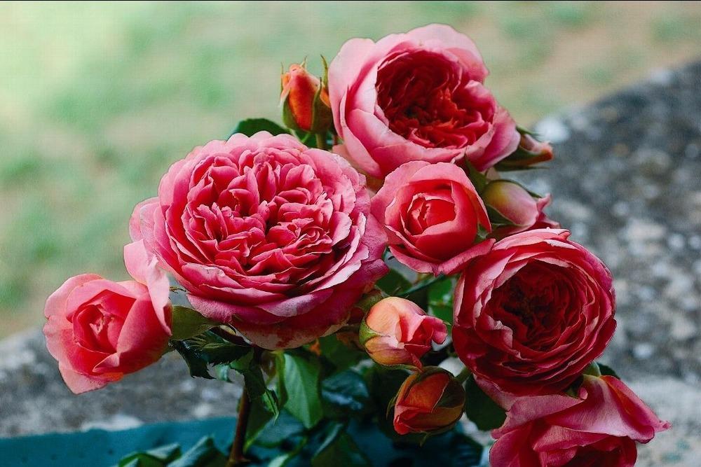 Rose (Rosa 'Amandine Chanel') in the Roses Database - Garden.org